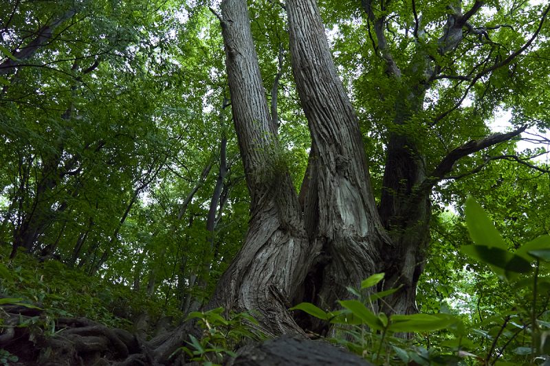 Walking tour: Explore beautiful nature and iconic city streets – Visit ...