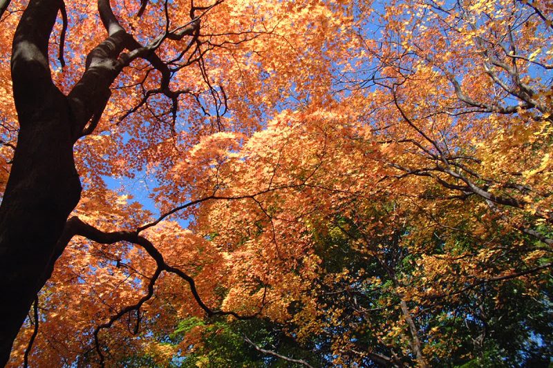 Tour of Sapporo’s sightseeing spots: Discover dynamic seasonal sights ...