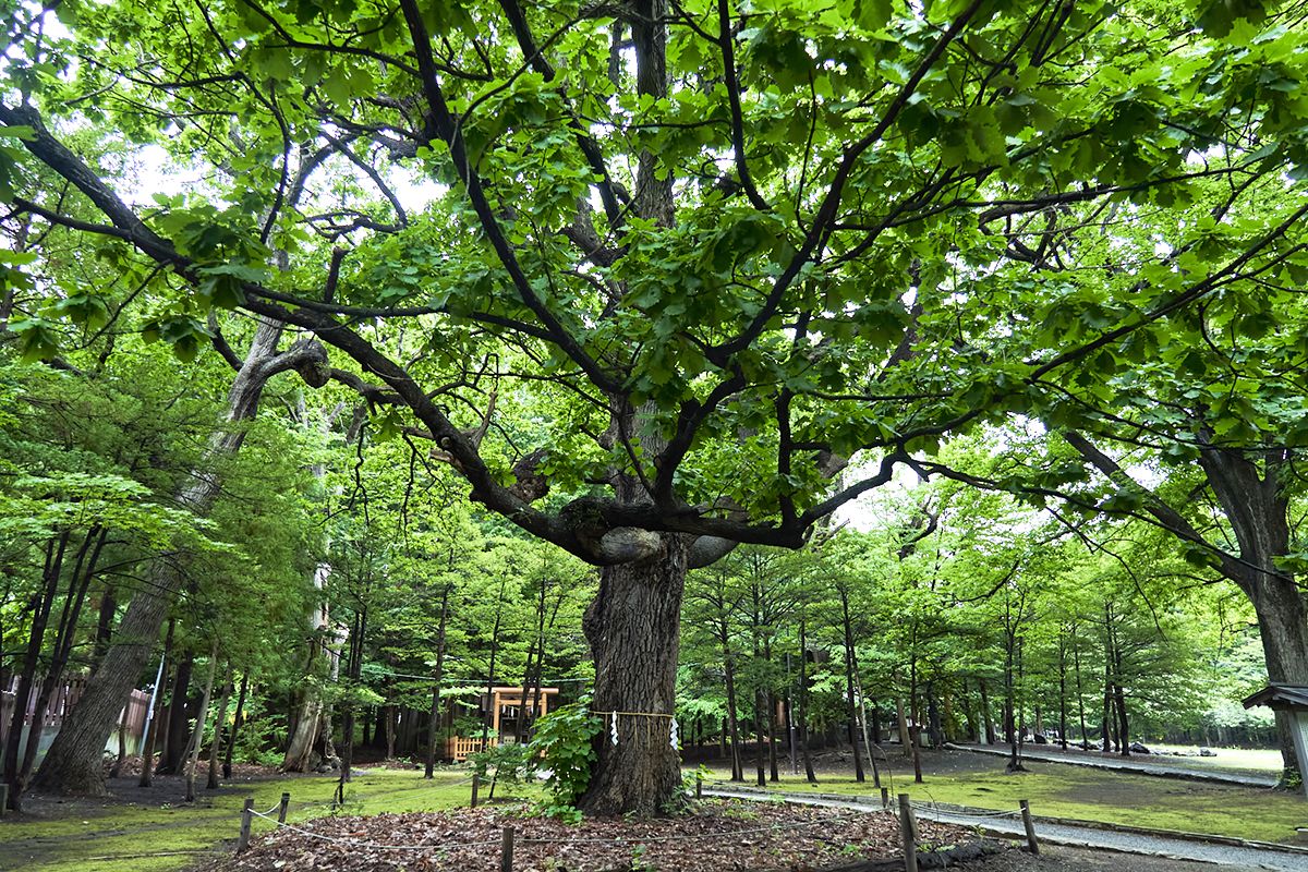 Walking tour: Explore beautiful nature and iconic city streets – Visit ...