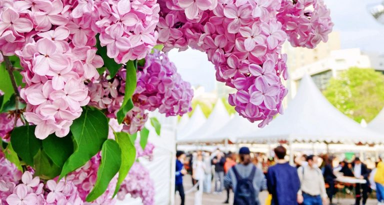 SPRING – Visit Sapporo : The Official Travel Guide to Sightseeing in ...